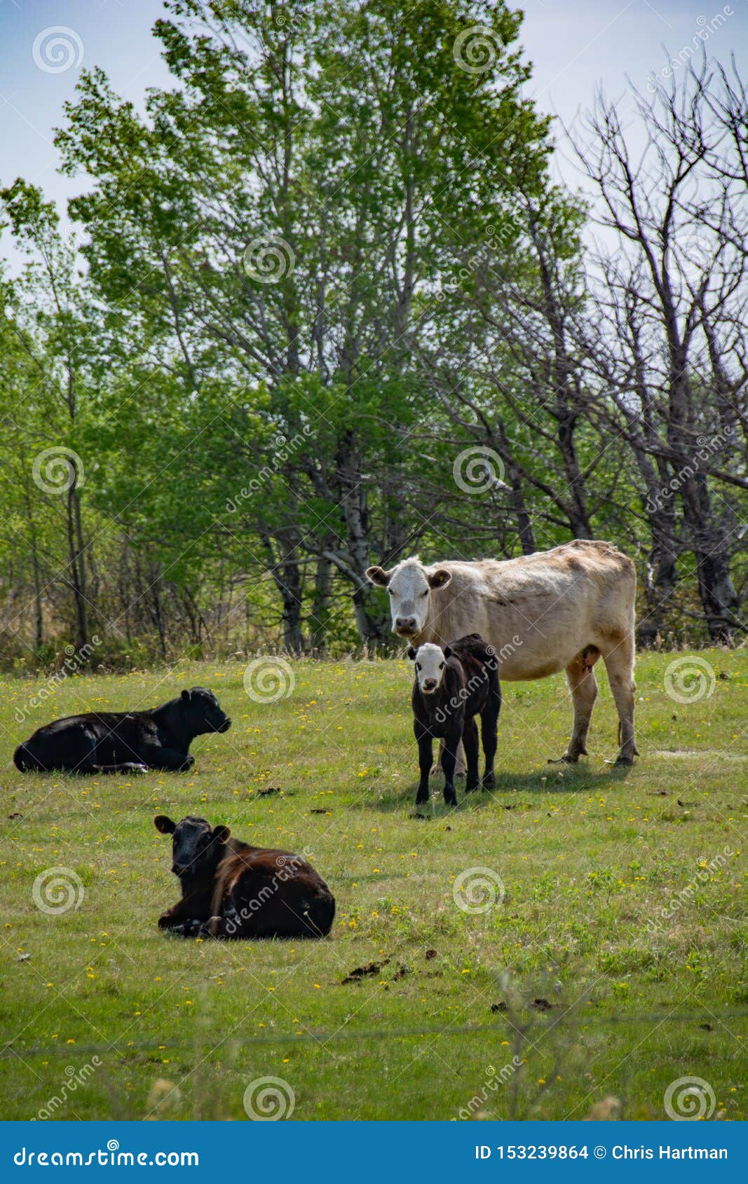 Grass Fed Cattle on the Prairie in Spring Stock Photo - Image of black ...