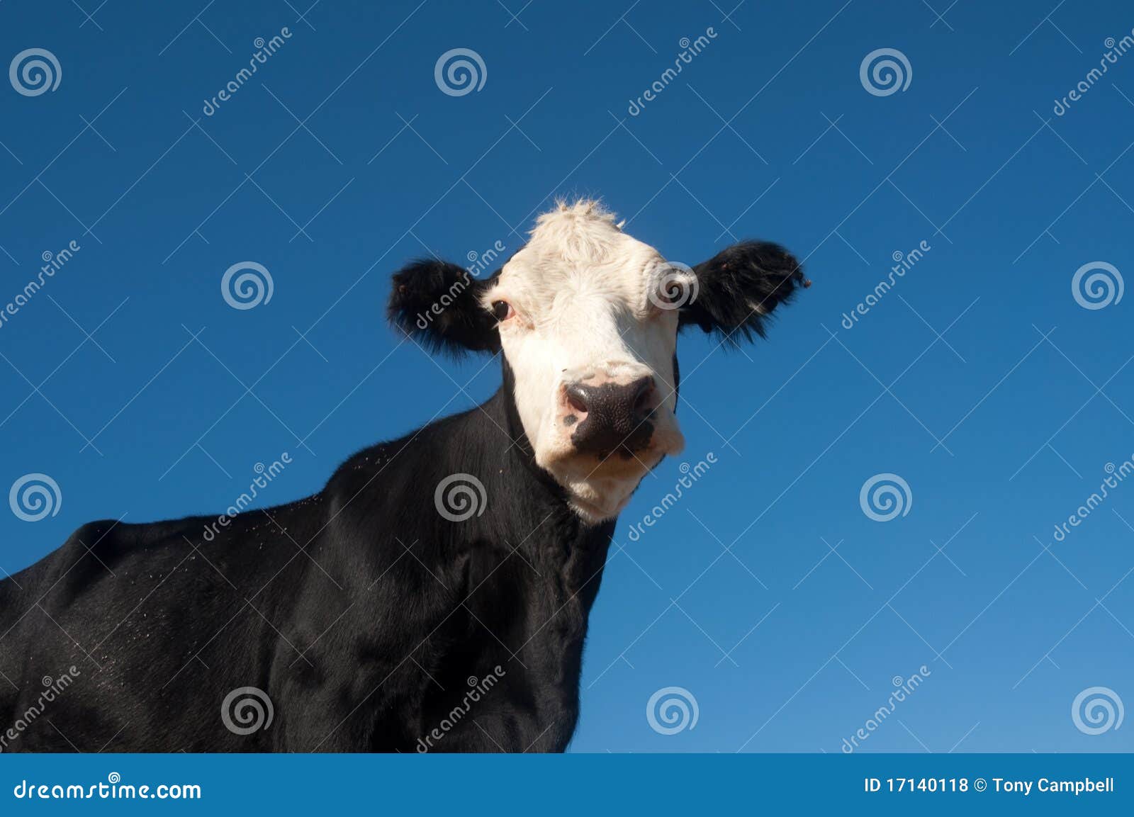 Grass fed cow and blue sky stock photo. Image of agriculture - 17140118