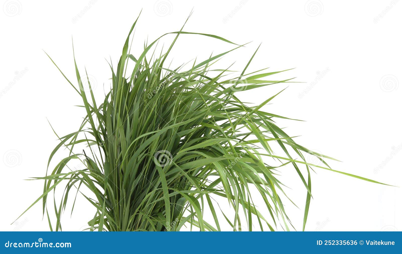 Bunch of Green Grass Isolated on White Background. Stock Photo - Image ...