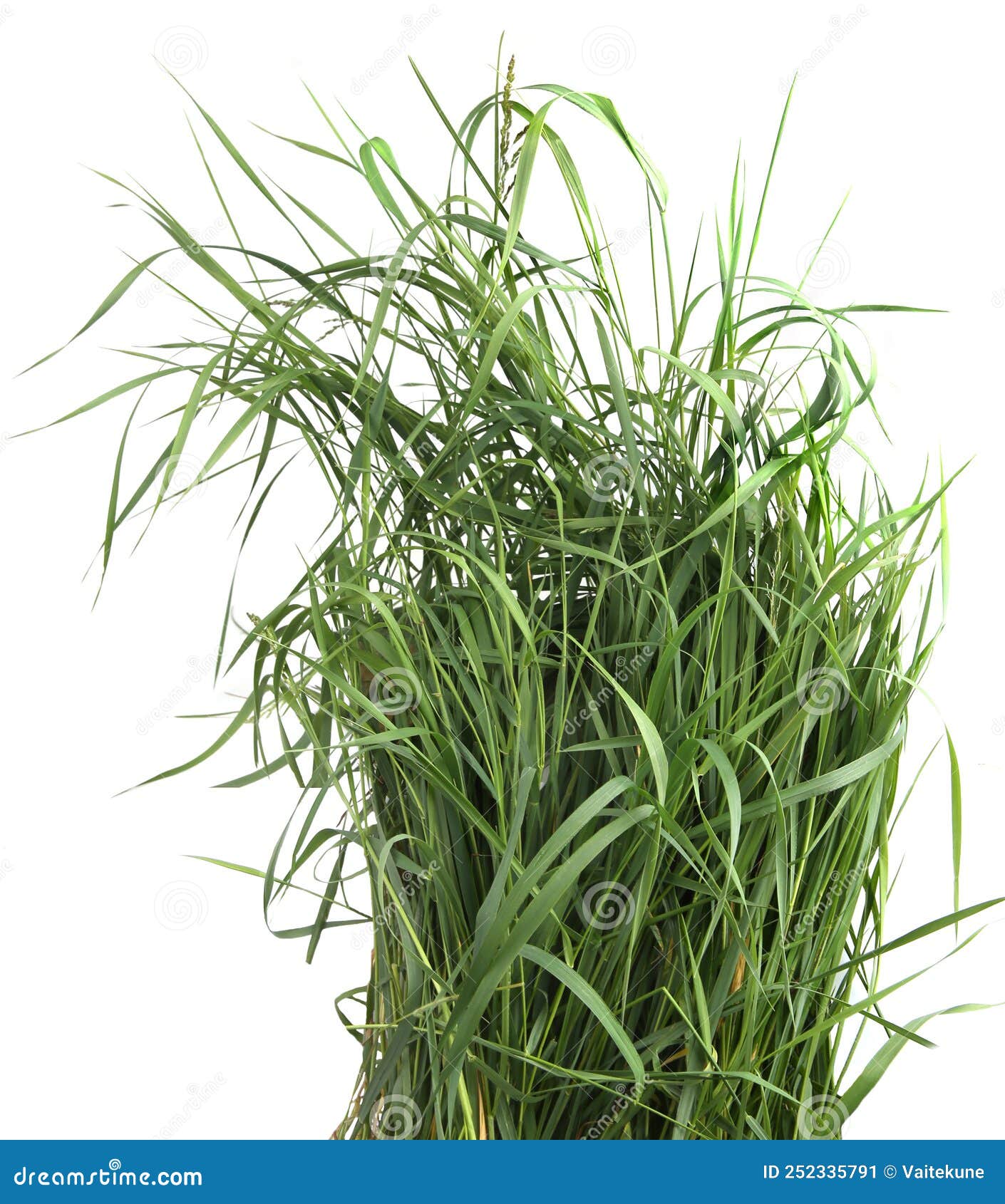 Bunch of Green Grass Isolated on White Background. Stock Image - Image ...