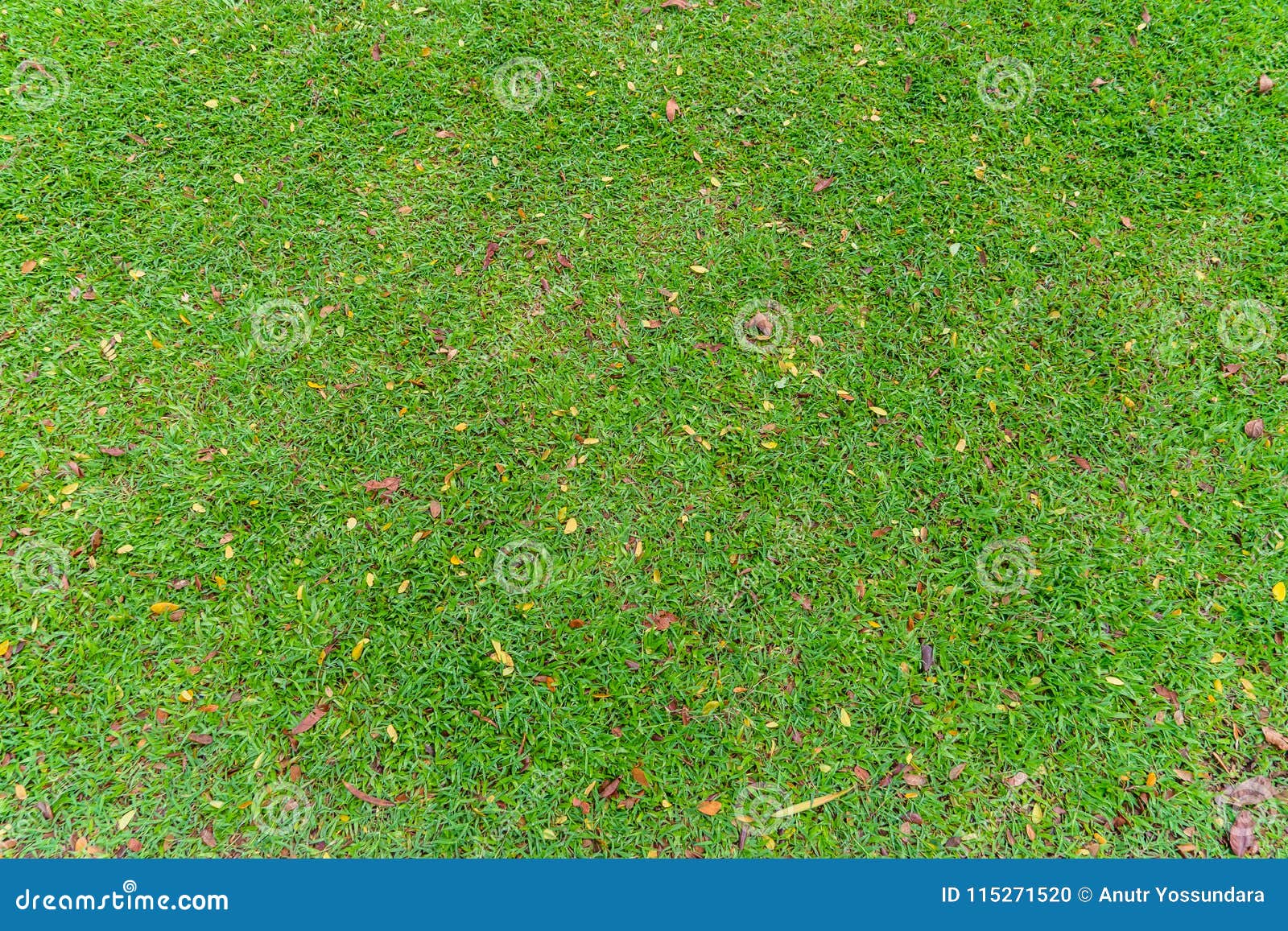 Grass Fieild Ground Top View with Leaf Texture Stock Photo - Image of ...