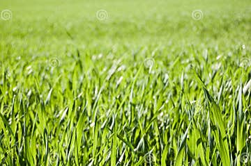 Grass Field stock photo. Image of environment, flora - 14470800