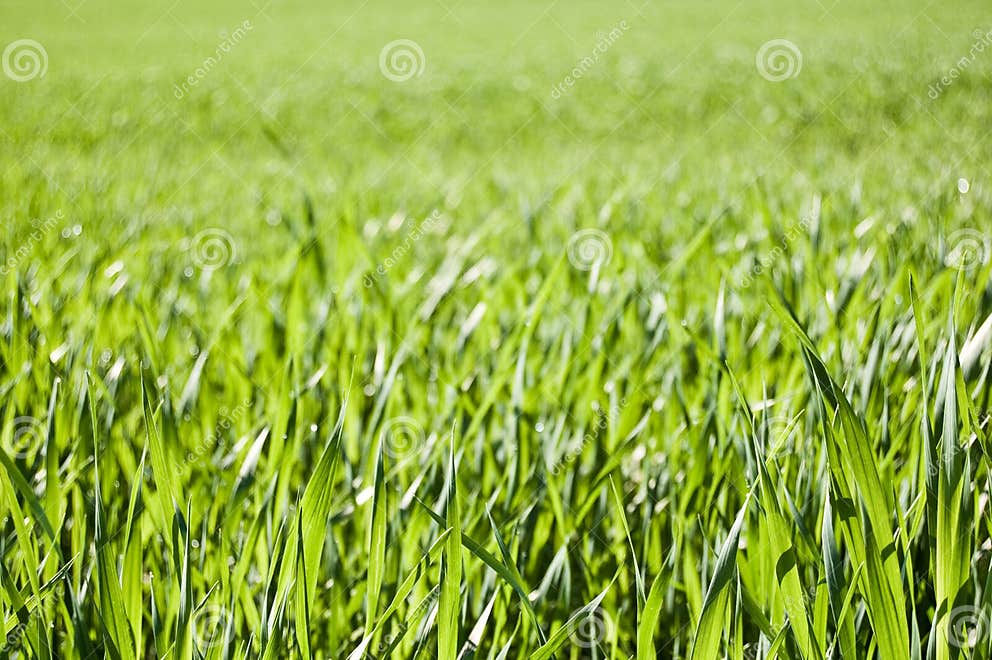 Grass Field stock photo. Image of environment, flora - 14470800