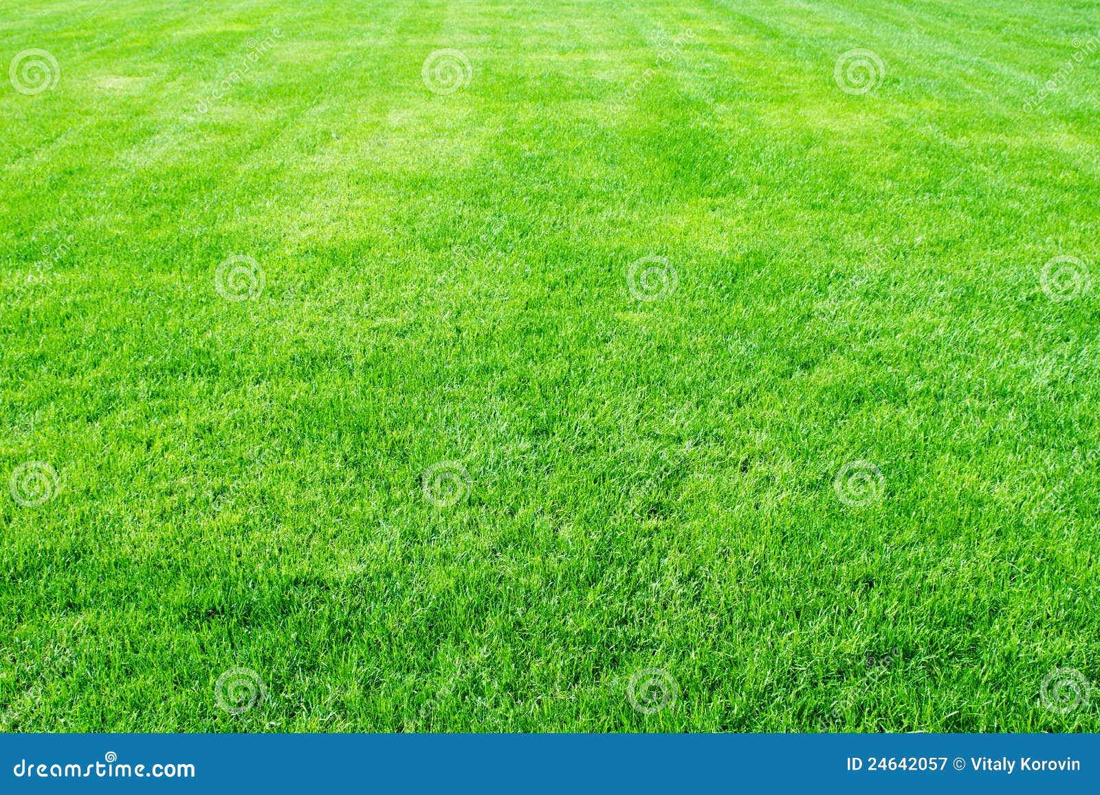Grass field stock image. Image of clean, closeup, grassland - 24642057