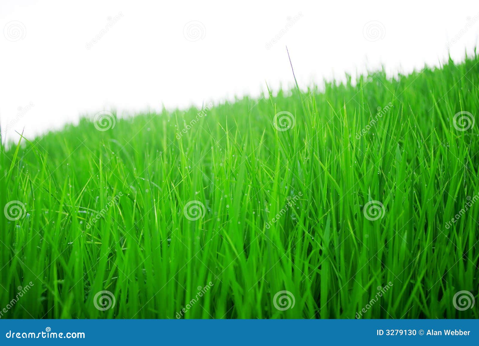 Grass field stock photo. Image of green, summer, lush - 3279130