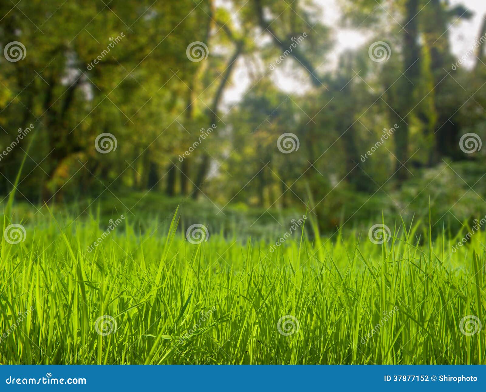 Grass field stock photo. Image of rural, nature, meadow - 37877152