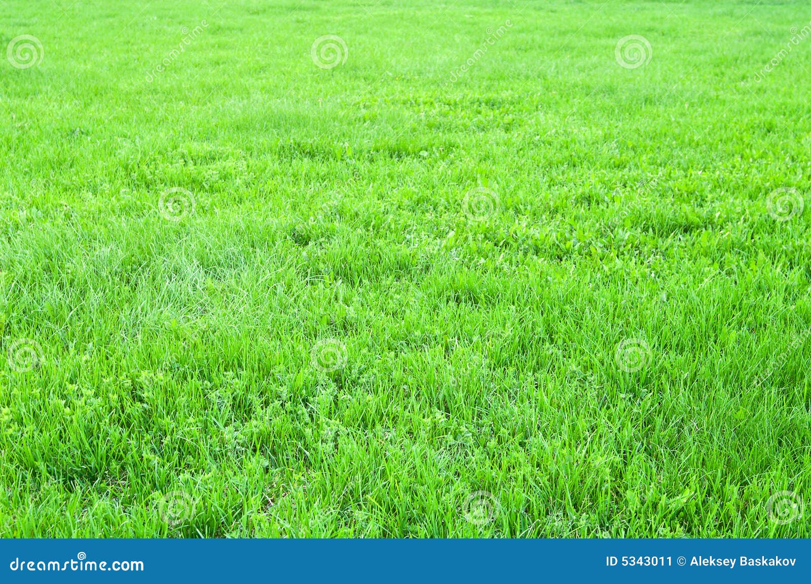 Grass Field Picture. Image: 5343011