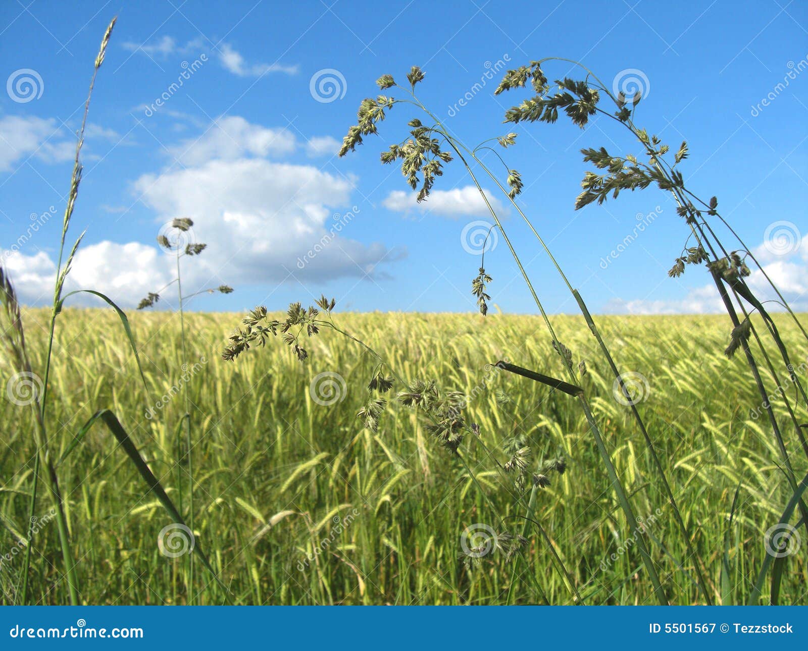 Grass field stock image. Image of outdoors, sunshine, farming - 5501567