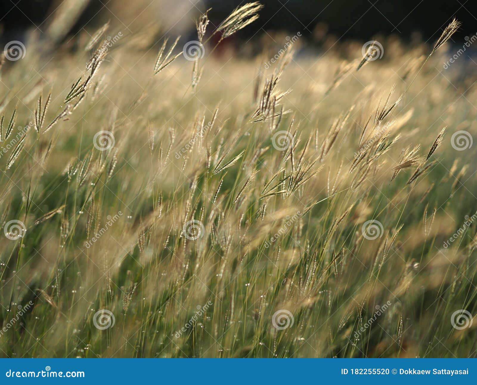 Grass Field in the Afternoon Sun Stock Photo - Image of hours, grass ...