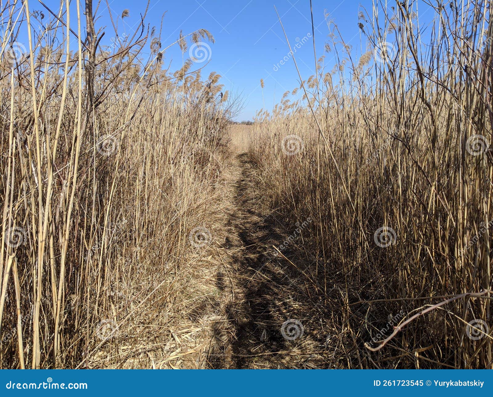 Grass Field Around a Lake in the Fall Stock Image - Image of landscape ...