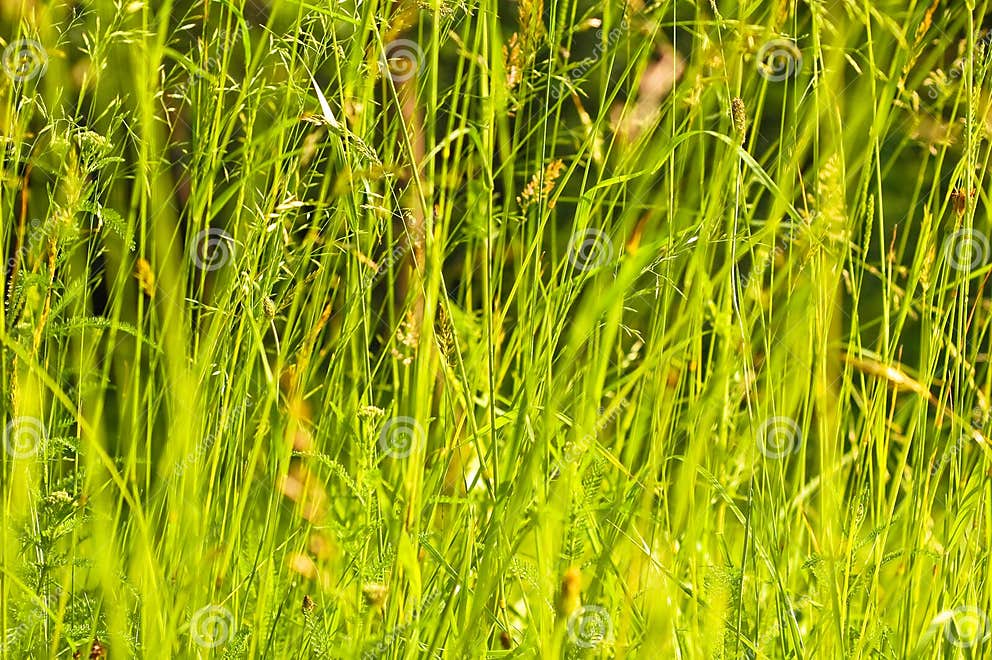 Grass Field in the Autumn Sun Stock Image - Image of nature, garden ...