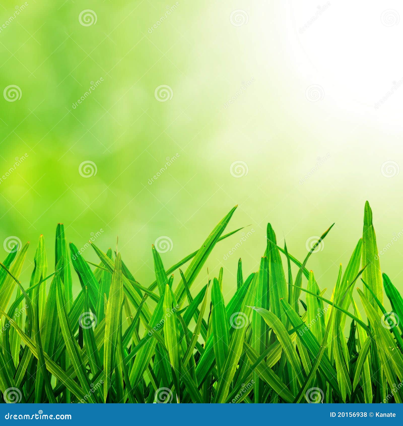 Grass field background stock photo. Image of blurred - 20156938