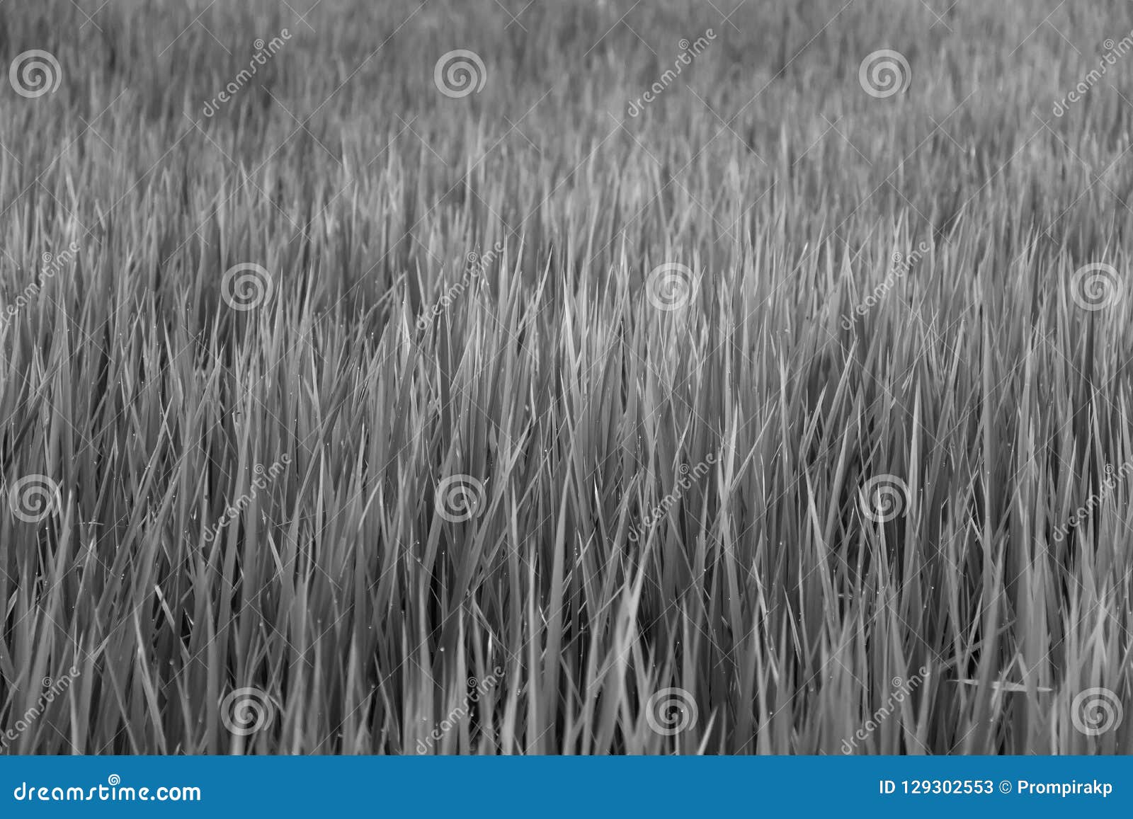 Grass Field Black And White