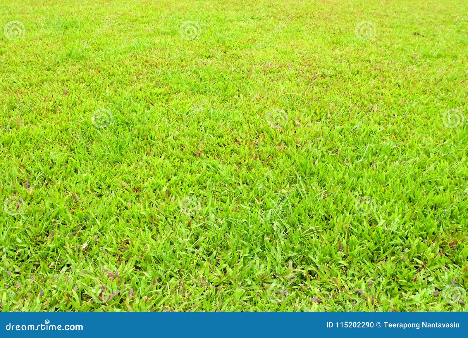 Grass Field Background, Suitable for Presentation, Web Temple, Backdrop ...