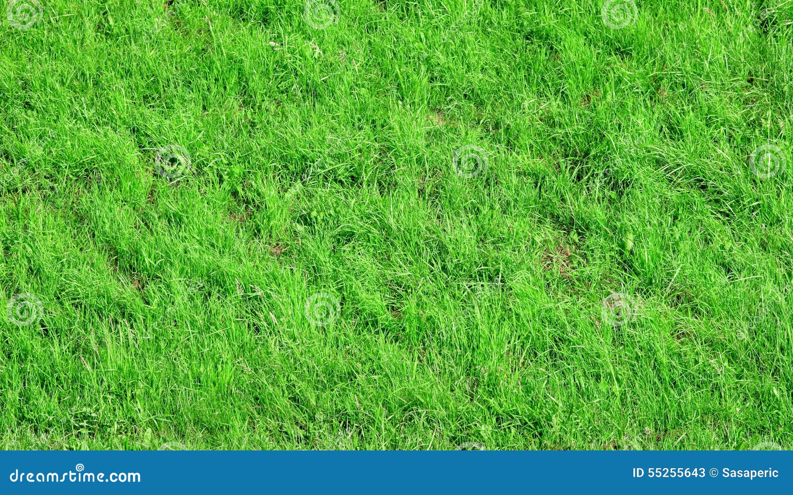 Grass Field Background Texture Stock Image - Image of grow, grass: 55255643