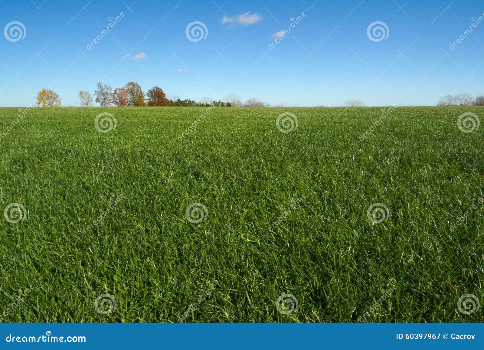 Grass field stock image. Image of green, nature, autumn - 60397967