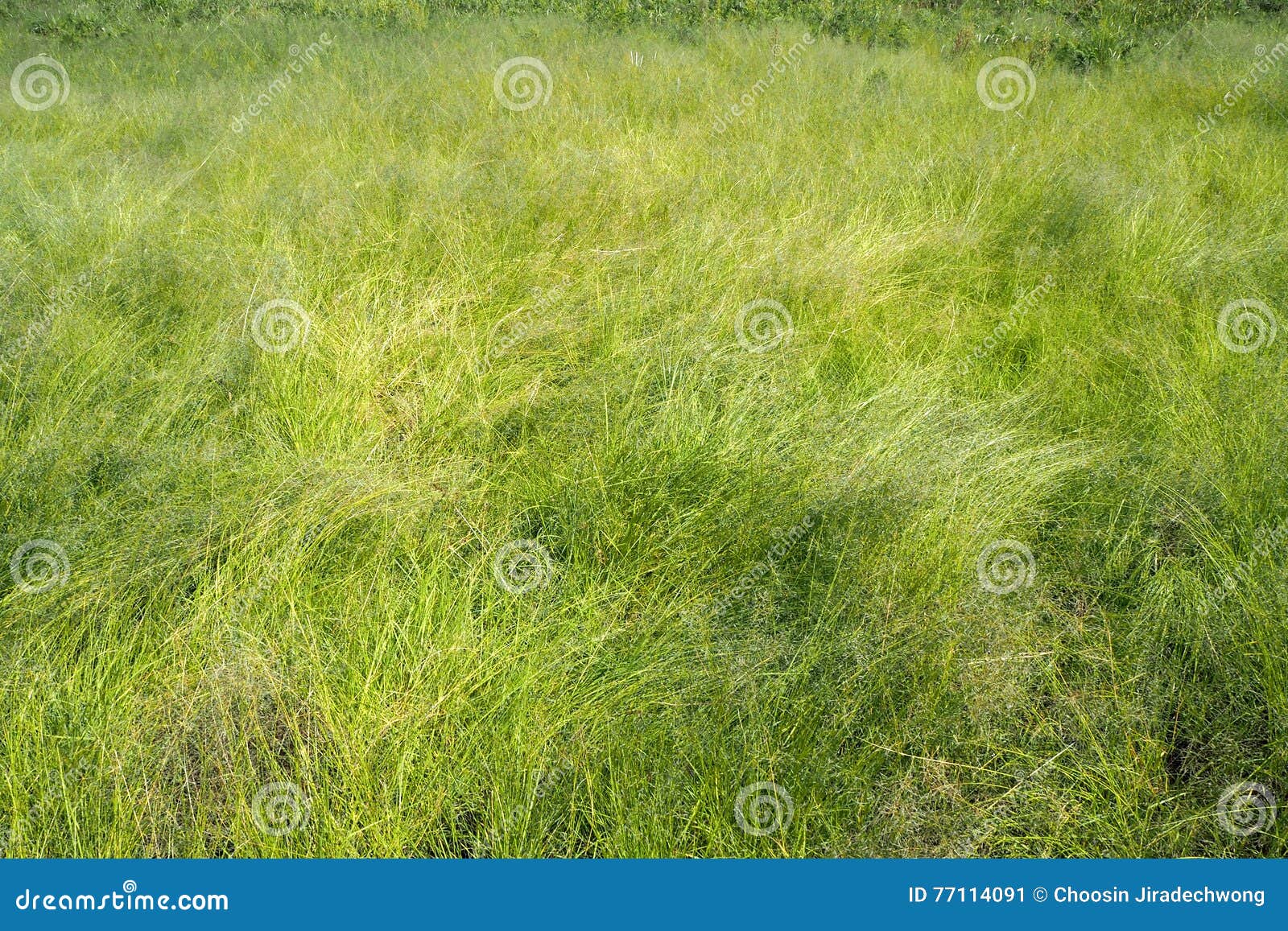 Grass field stock image. Image of field, horizon, season - 77114091