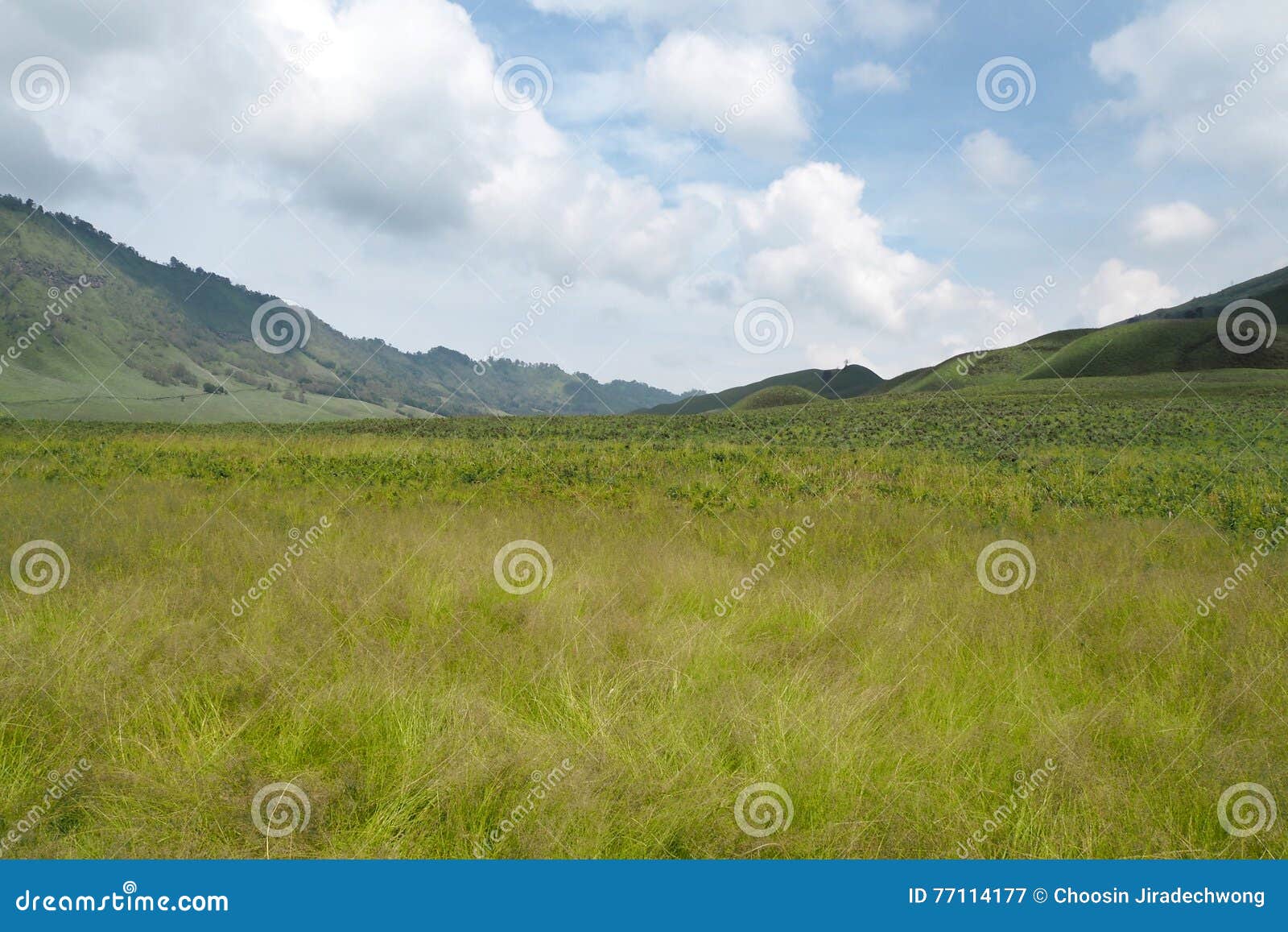 Grass field stock image. Image of meadow, plant, landscape - 77114177