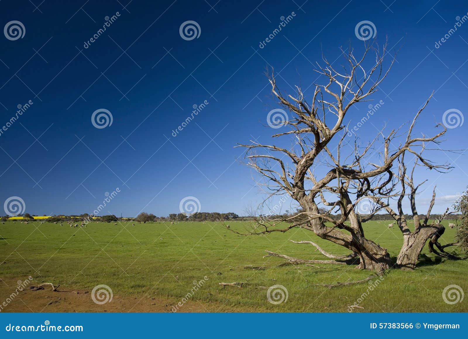 Grass Field with Bizarre Dead Tree Stock Photo - Image of deadwood ...