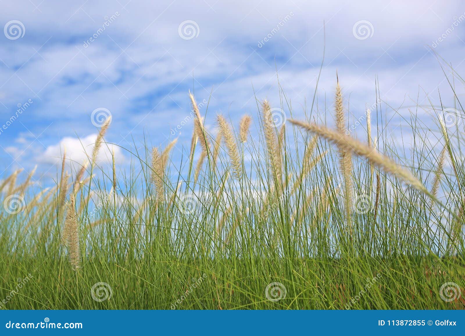 Grass field with cloud sky stock image. Image of close - 113872855