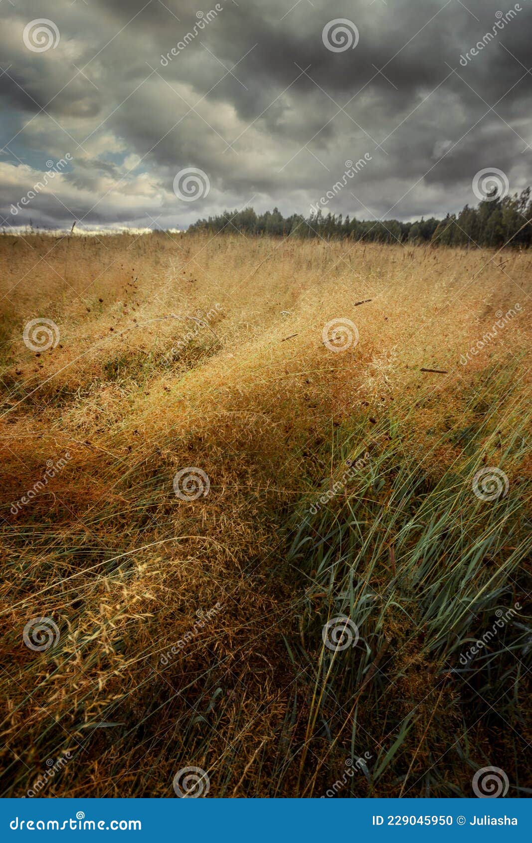 Grass Field at Cloudy Autumn Evening Stock Photo - Image of clouds ...