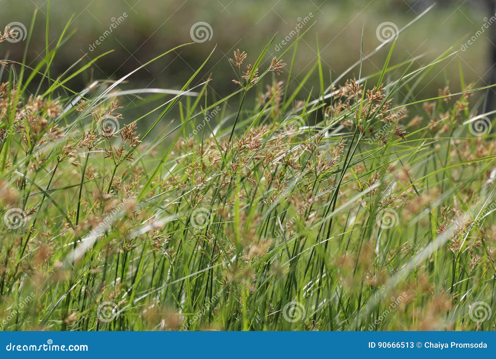 Grass field stock image. Image of green, fresh, field - 90666513