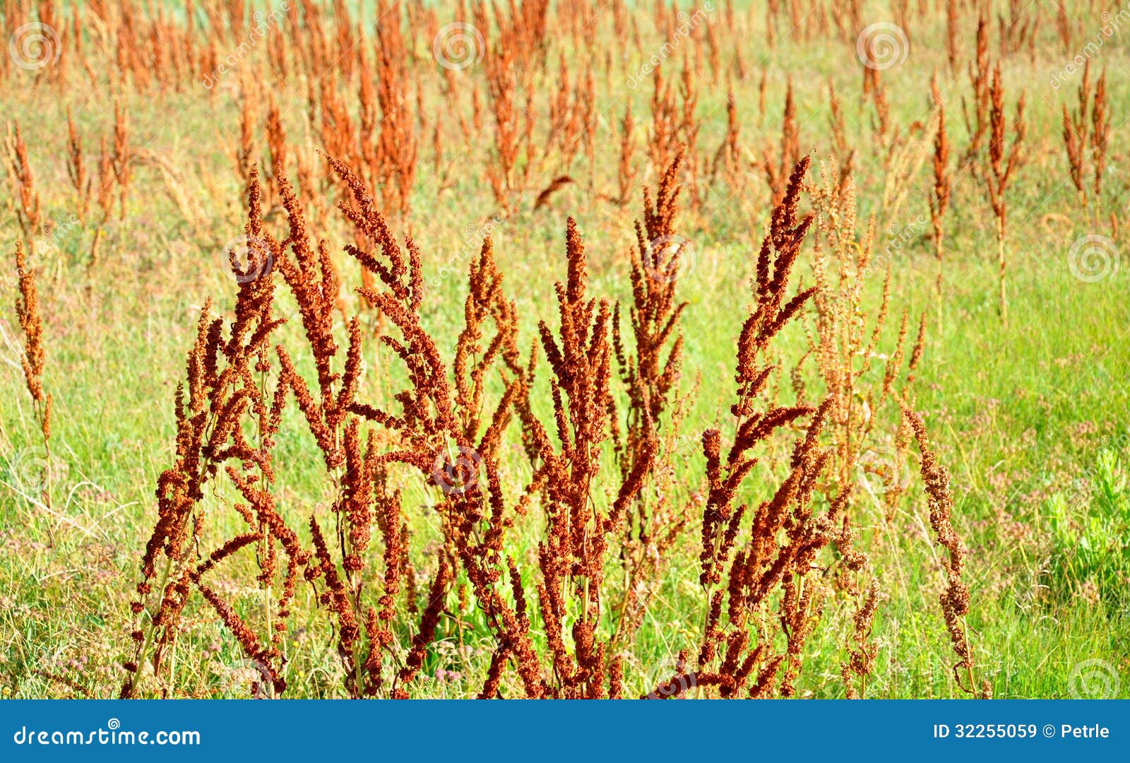 Grass field with color stock image. Image of colored - 32255059