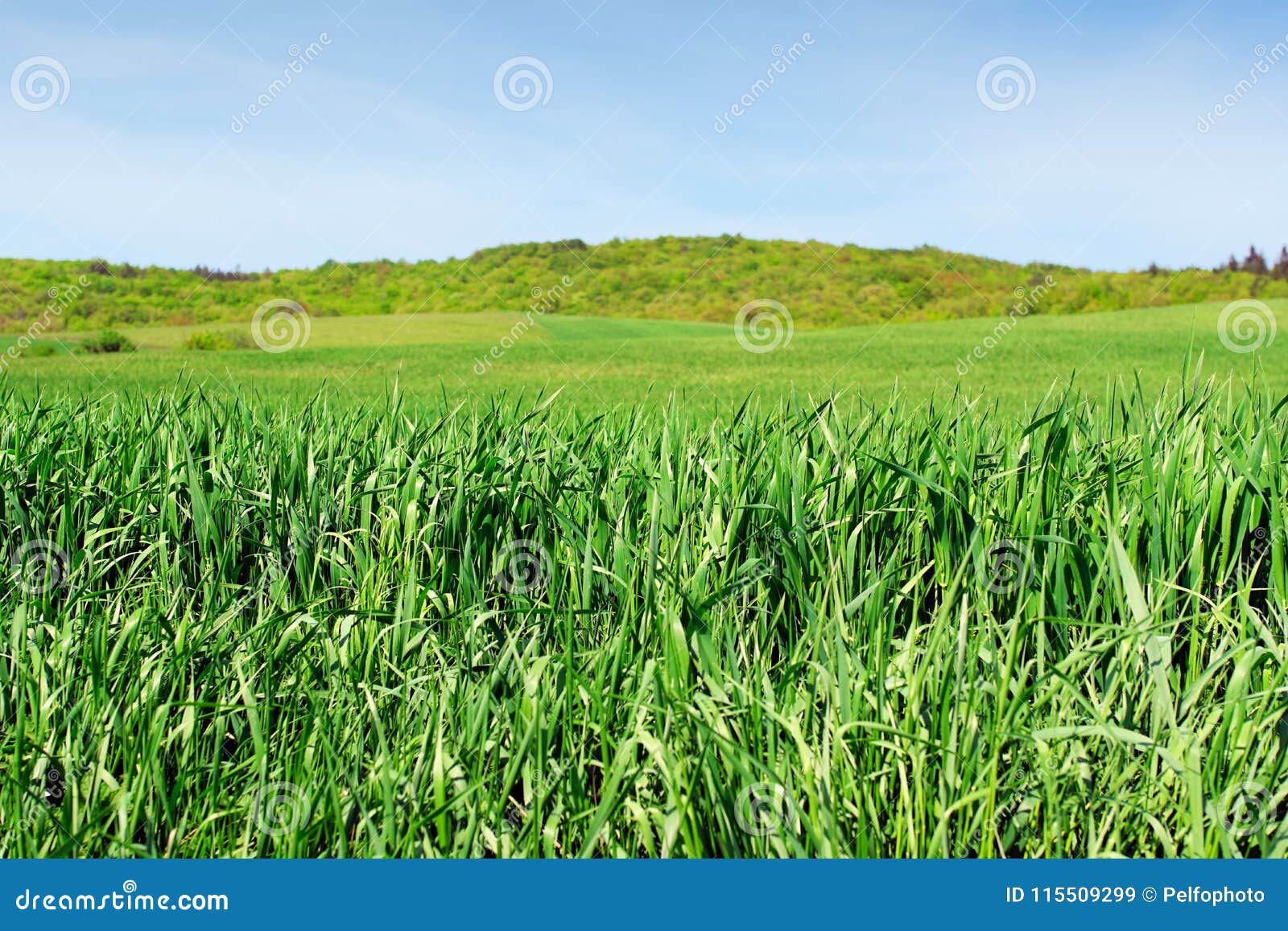 Grass in the field. stock image. Image of array, background - 115509299