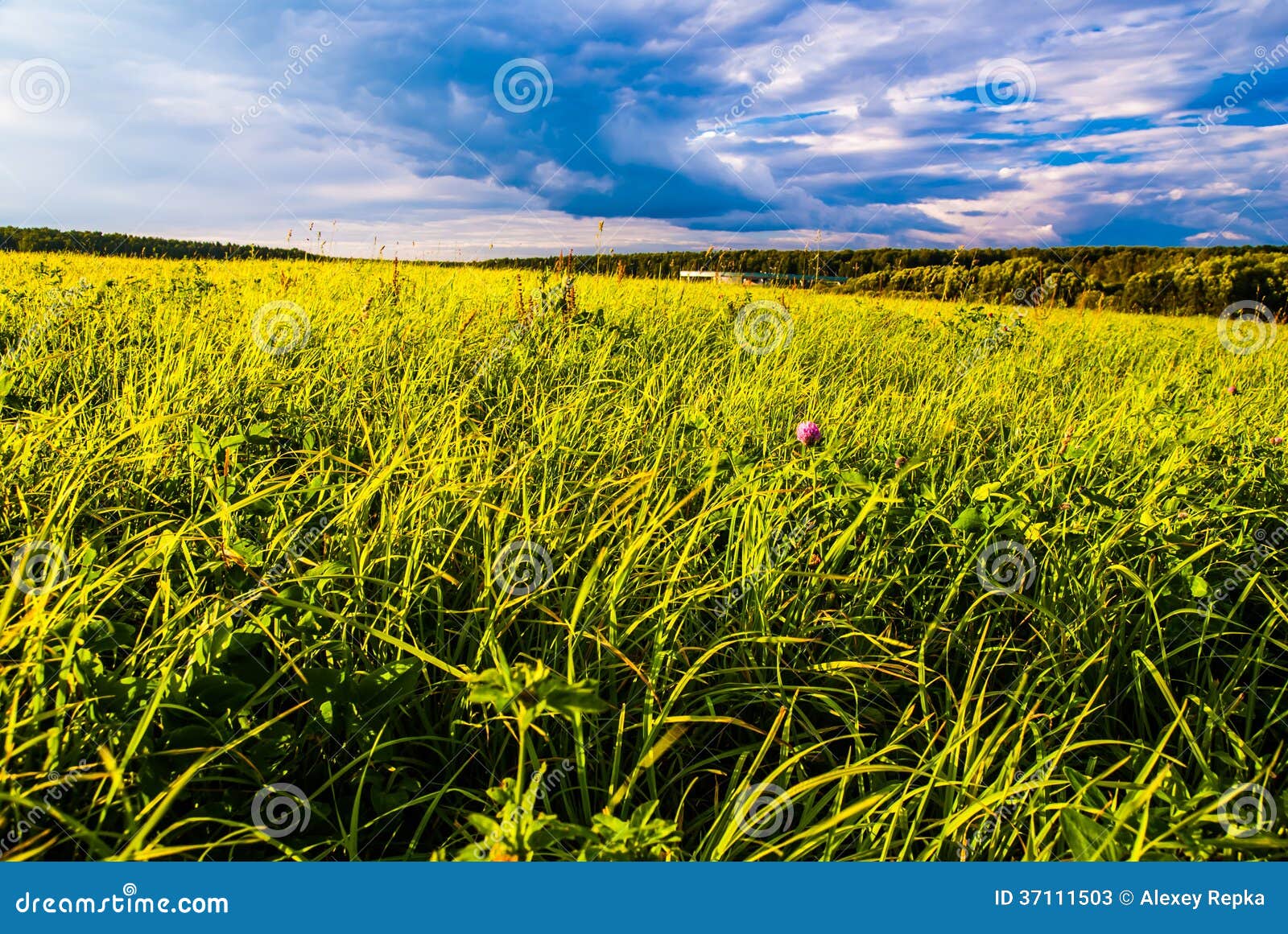 Grass Field and Dramatic Sky at Sunset Stock Image - Image of beautiful ...
