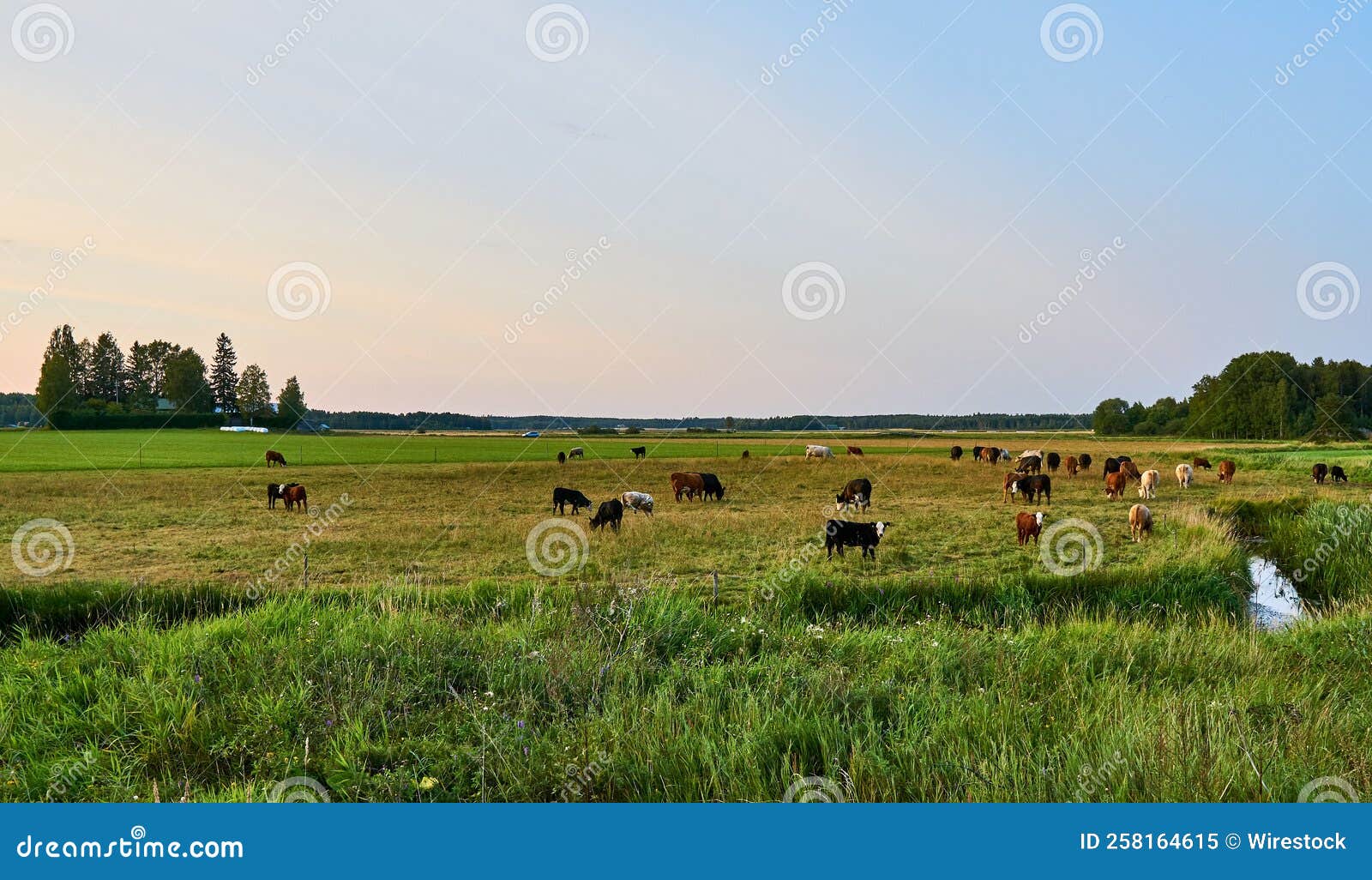 Grass Field with Feeding Cows during Daytime Stock Image - Image of ...