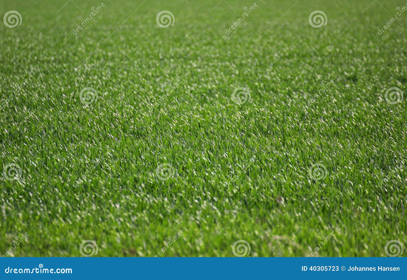 Grass Field stock image. Image of abstract, horizontal - 40305723