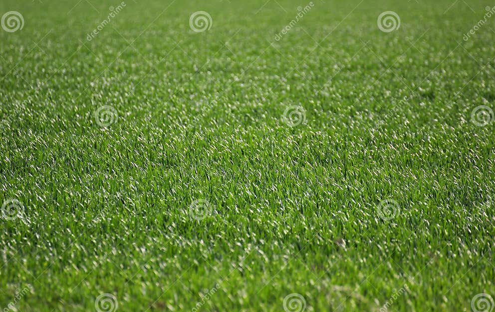 Grass Field stock image. Image of abstract, horizontal - 40305723