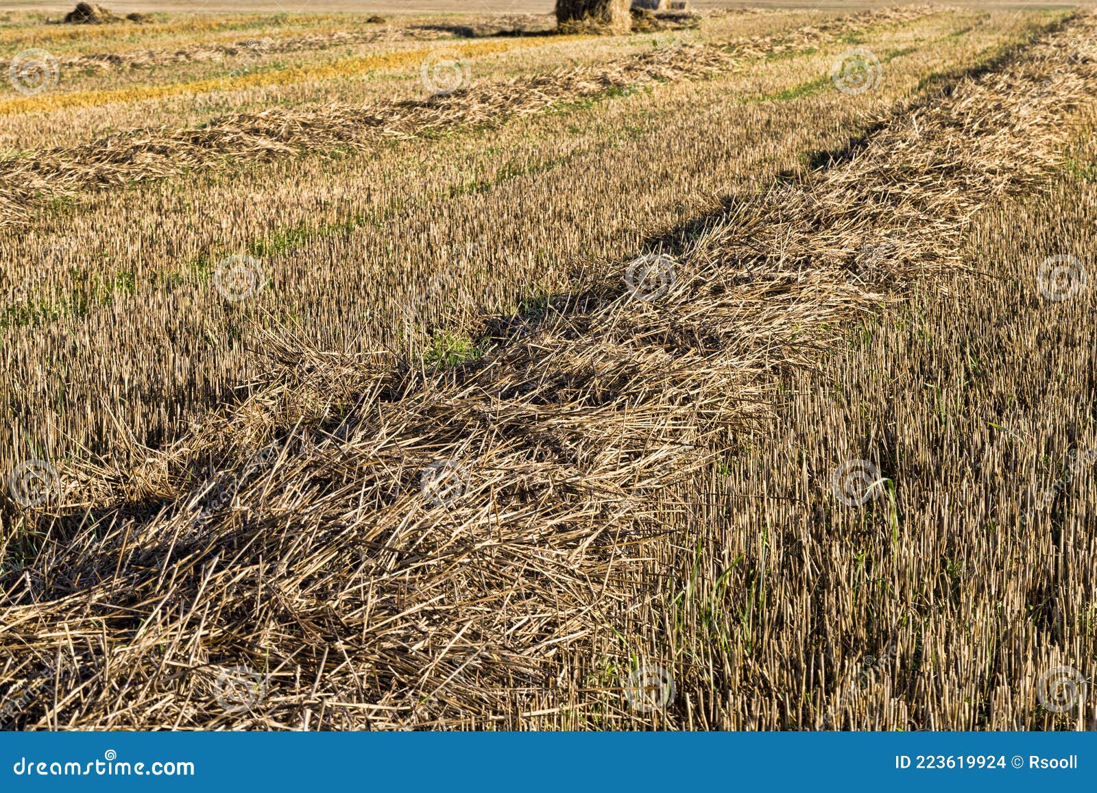 Grass in the field stock photo. Image of growth, land - 223619924