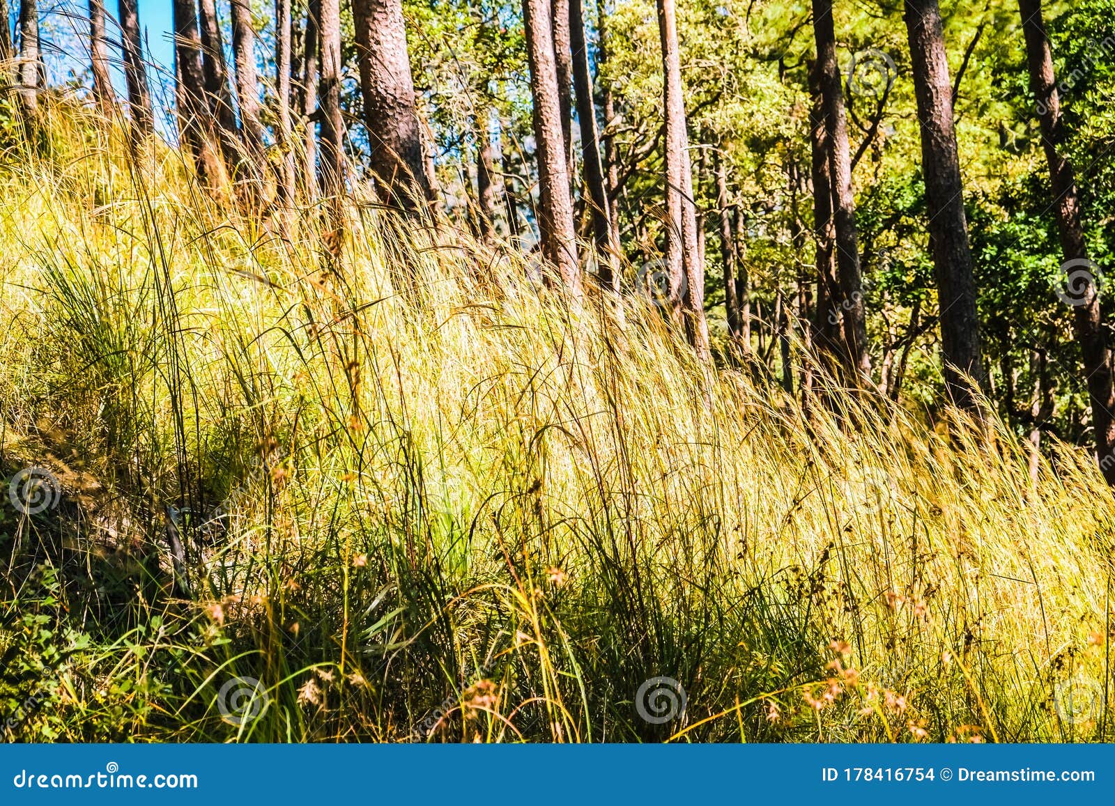 Grass Field in the Forest with Sun Light Stock Photo - Image of natural ...