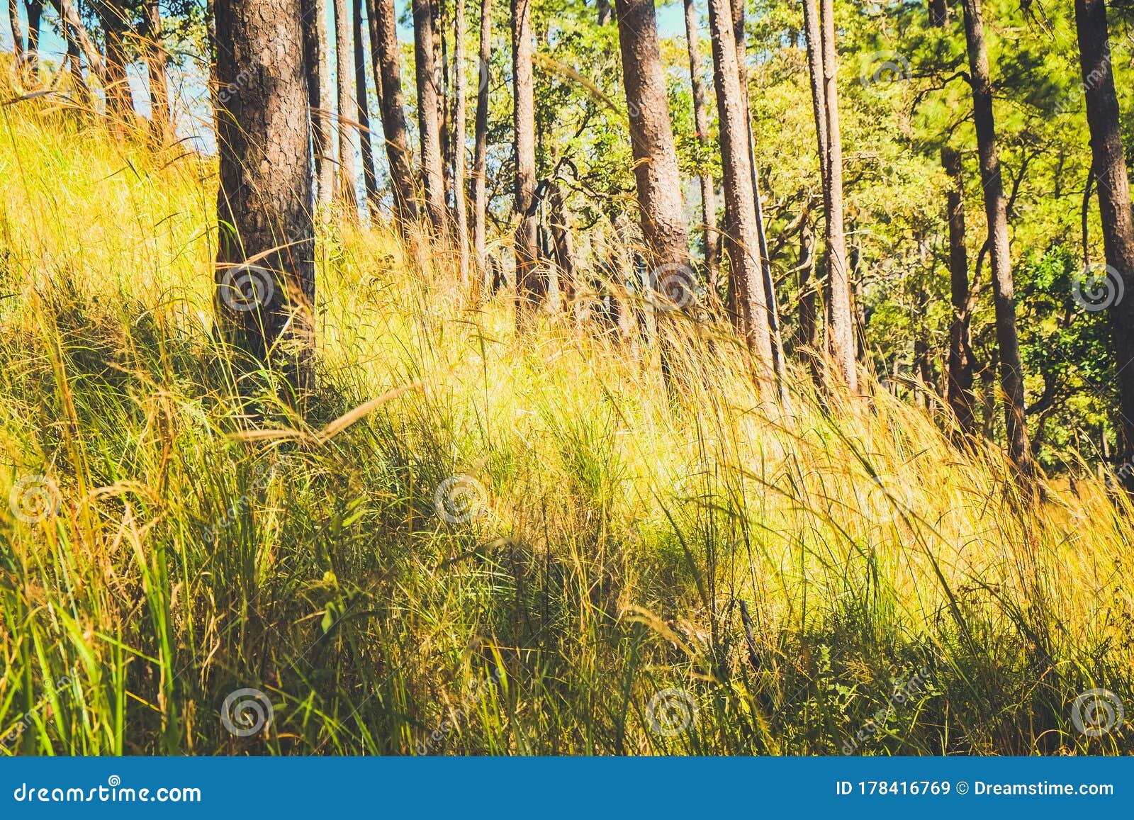 Grass Field in the Forest with Sun Light Stock Image - Image of natural ...