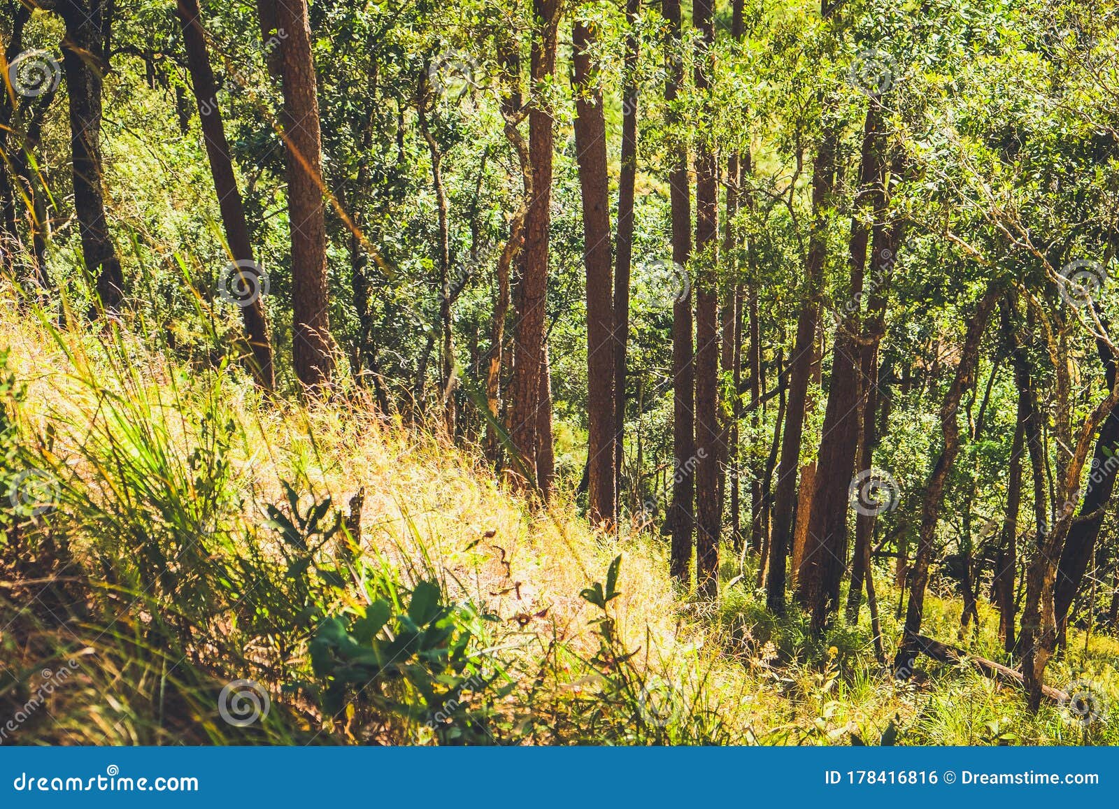 Grass Field in the Forest with Sun Light Stock Photo - Image of light ...