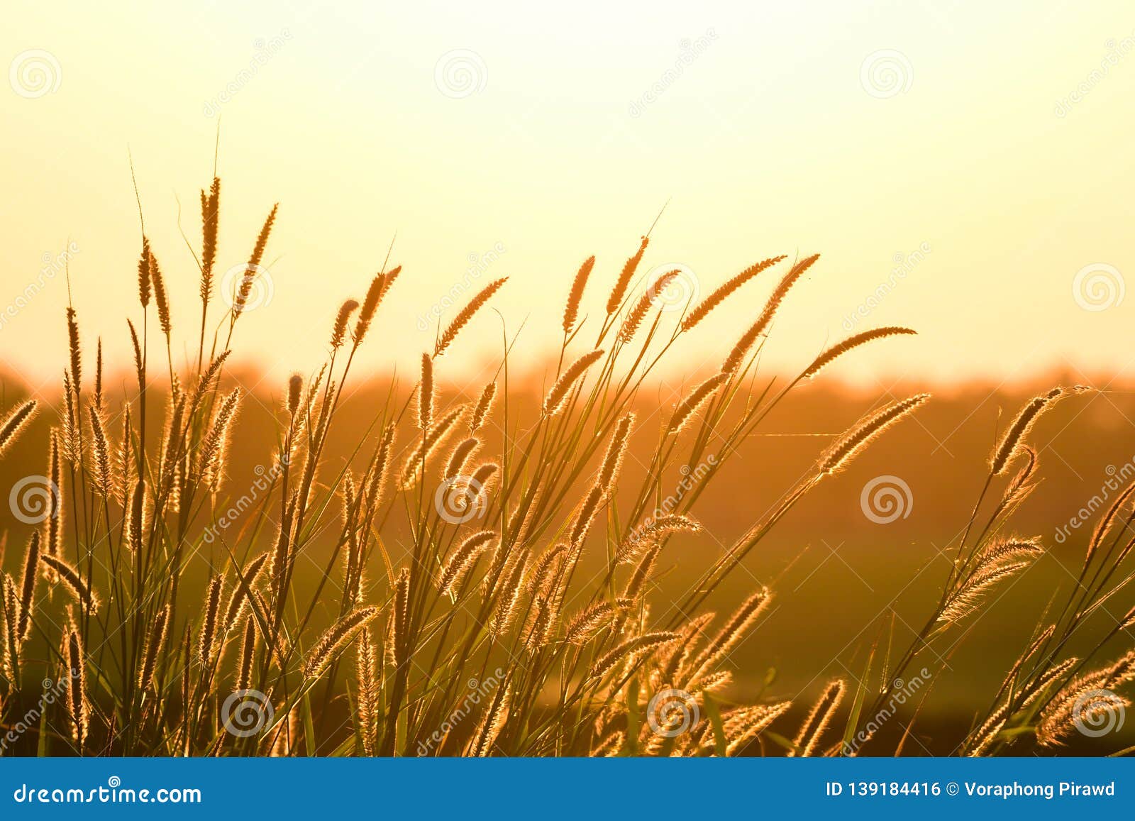 Grass Field and Golden Sunset Light Background Stock Photo - Image of ...