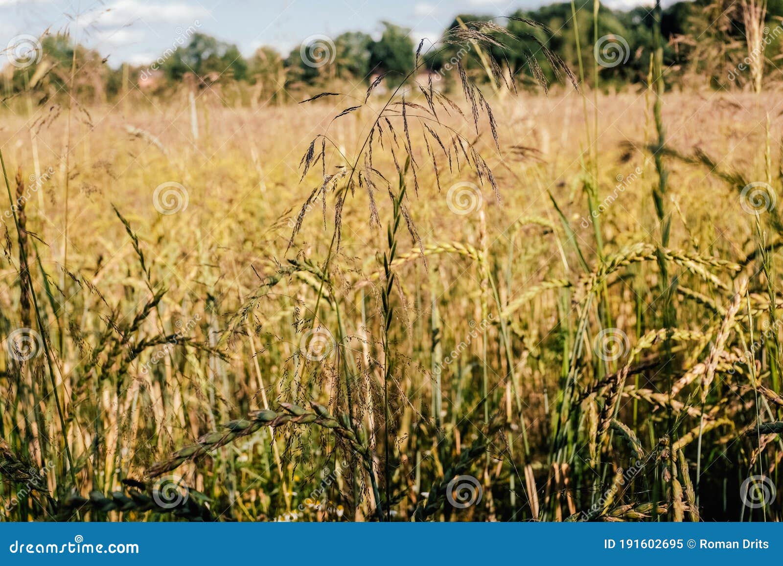 Grass in the field stock image. Image of grass, close - 191602695