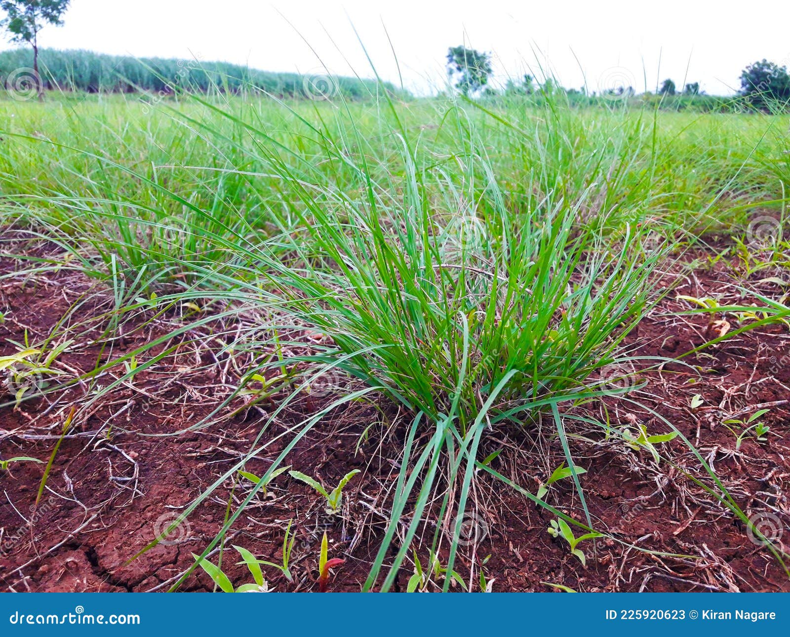 Grass in the field stock image. Image of herb, grow - 225920623