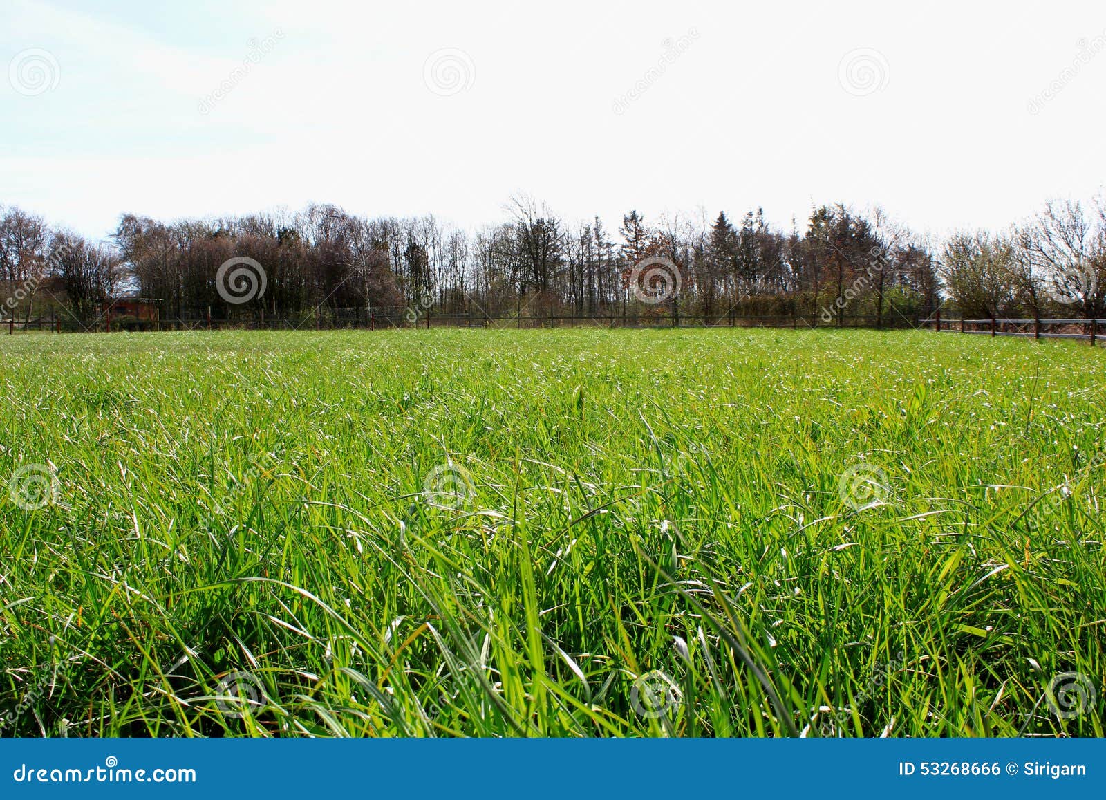 Grass field stock photo. Image of natural, plant, outdoor - 53268666