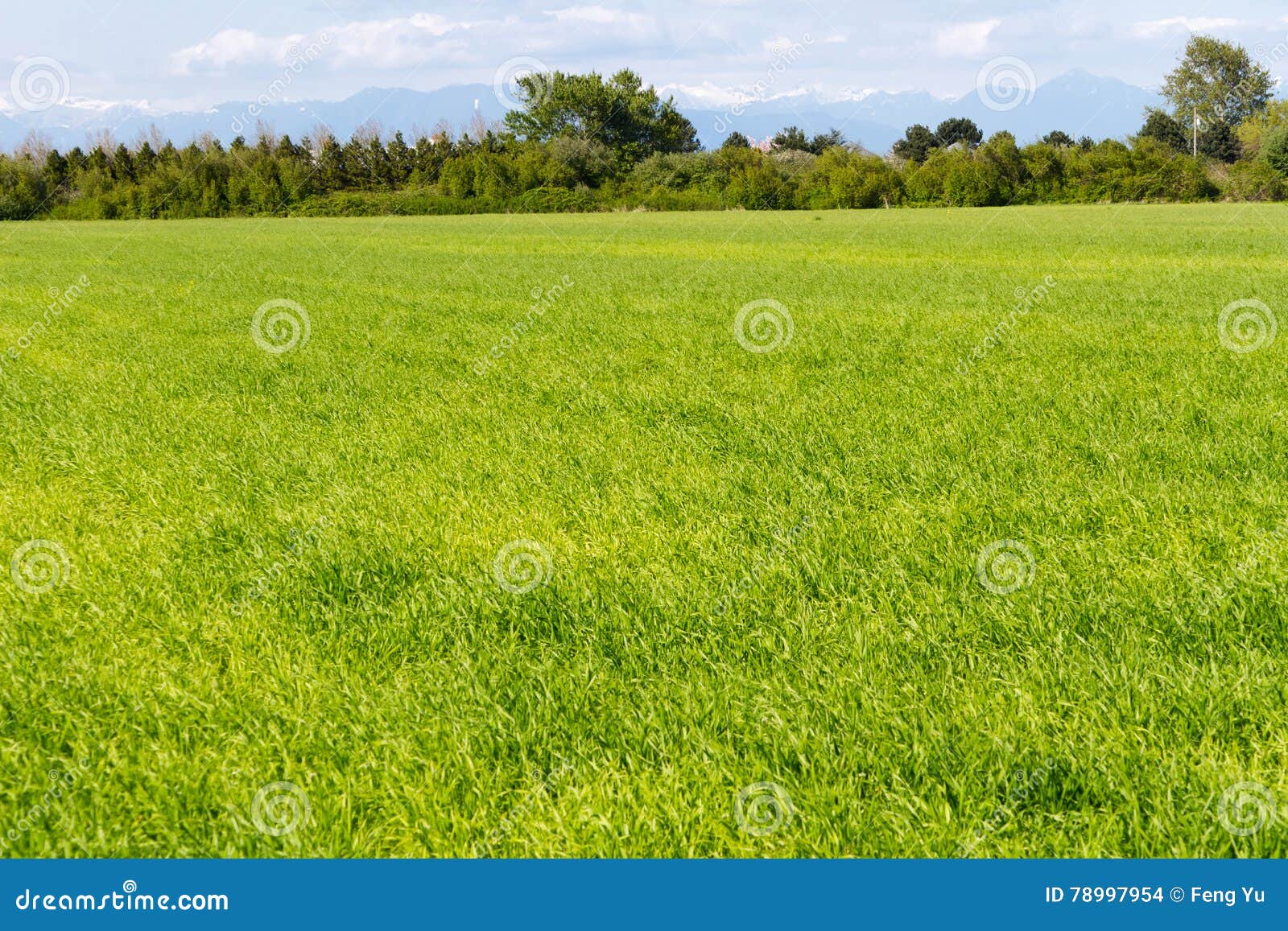 Grass Field stock photo. Image of scene, plant, landscape - 78997954