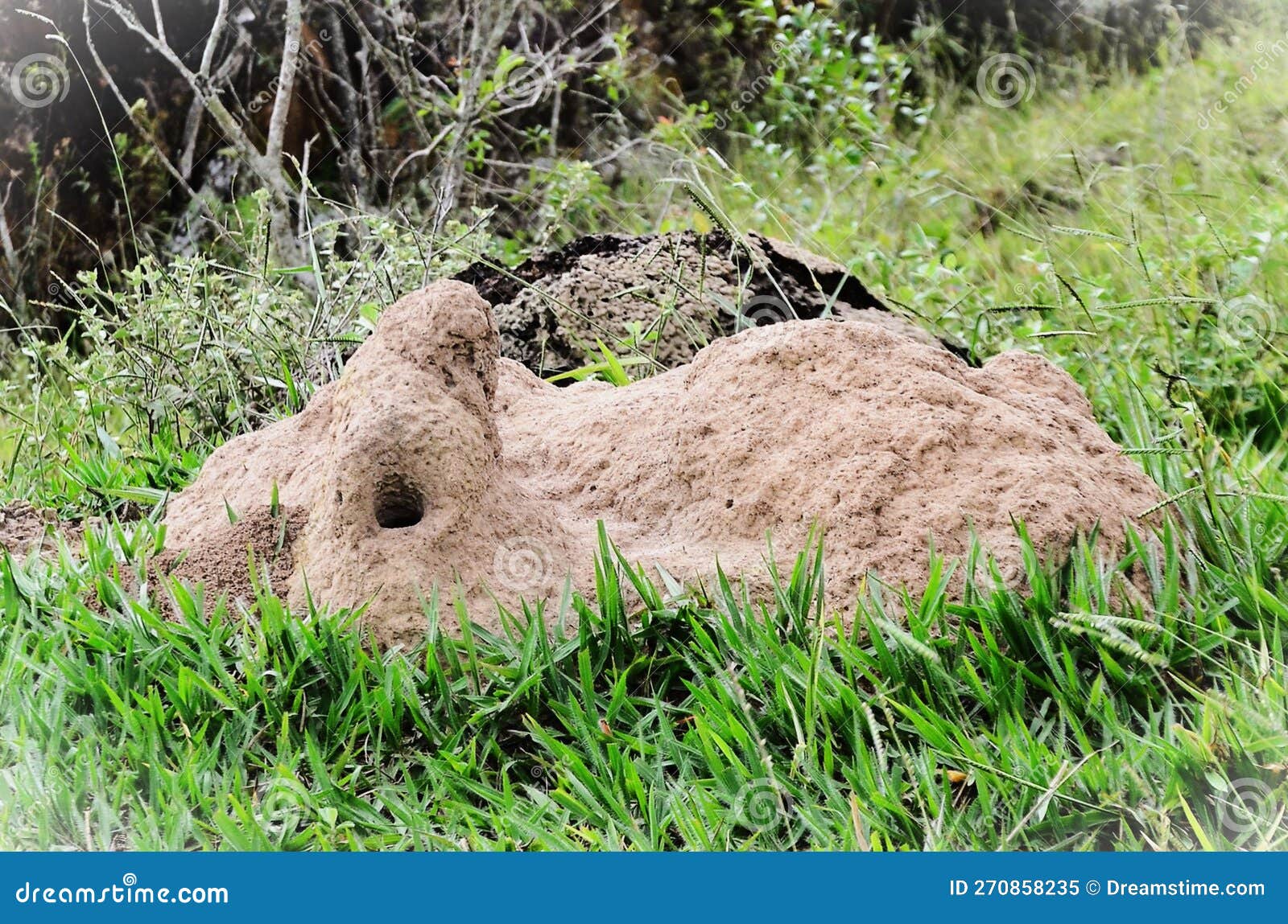 In the Grass of the Field an Interesting Termite Mound Stock Image ...