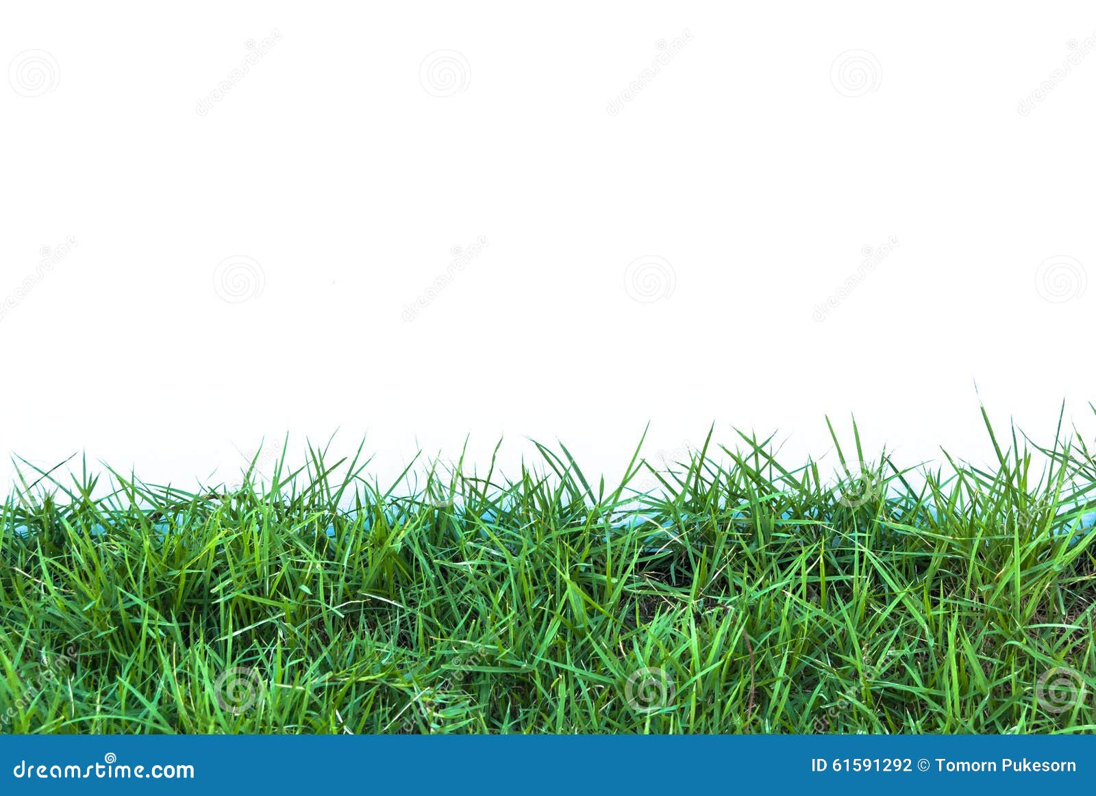 Grass Field Isolated Stock Photo - Image: 61591292