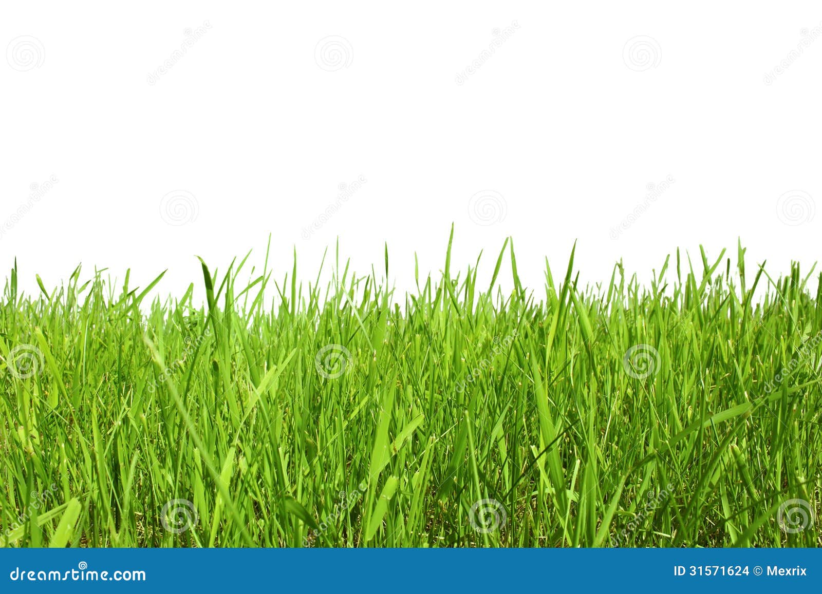 Grass field stock photo. Image of growth, natural, flora - 31571624