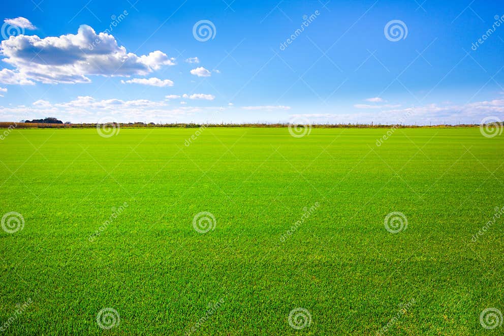 Grass Field landscape stock image. Image of grassland - 27709049