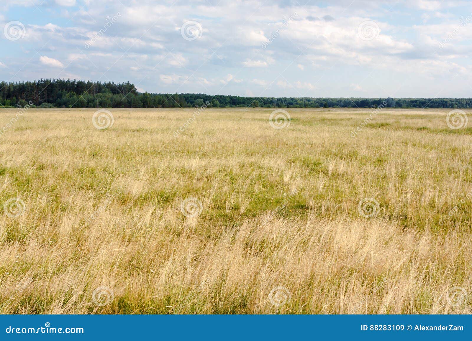 Grass field landscape stock image. Image of summer, landscape - 88283109