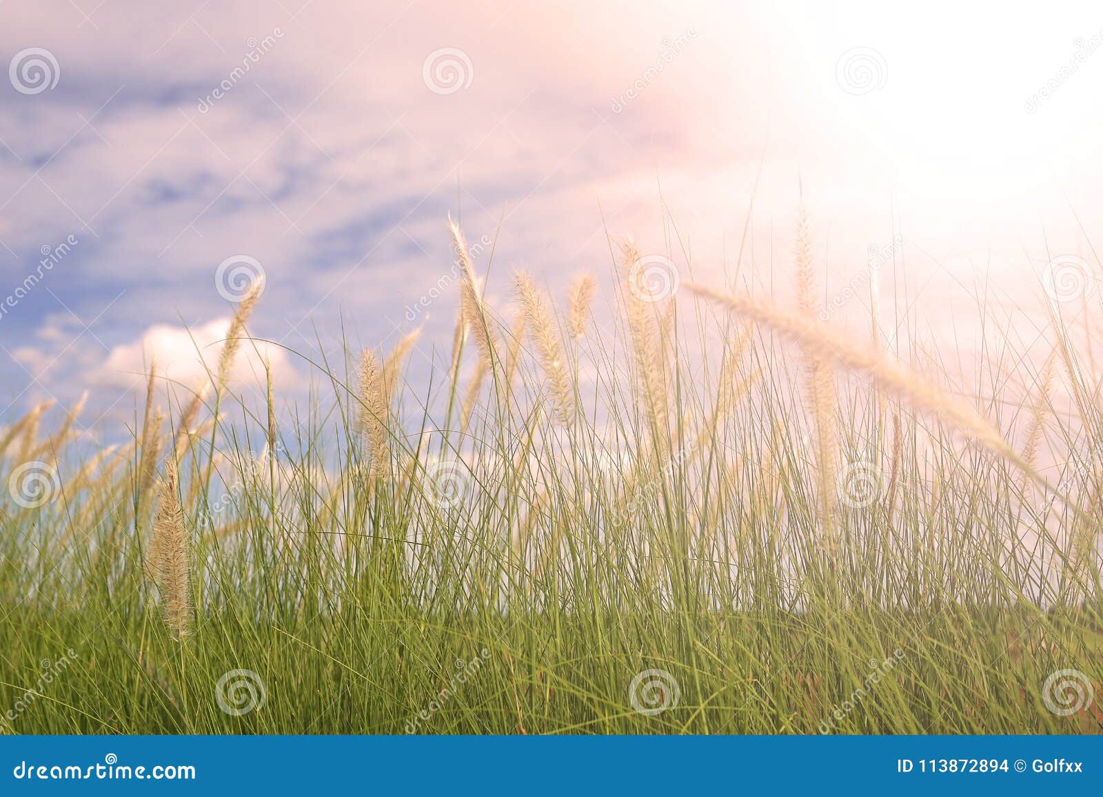 Grass Field Landscape at Sunrise Stock Photo - Image of autumn, rural ...