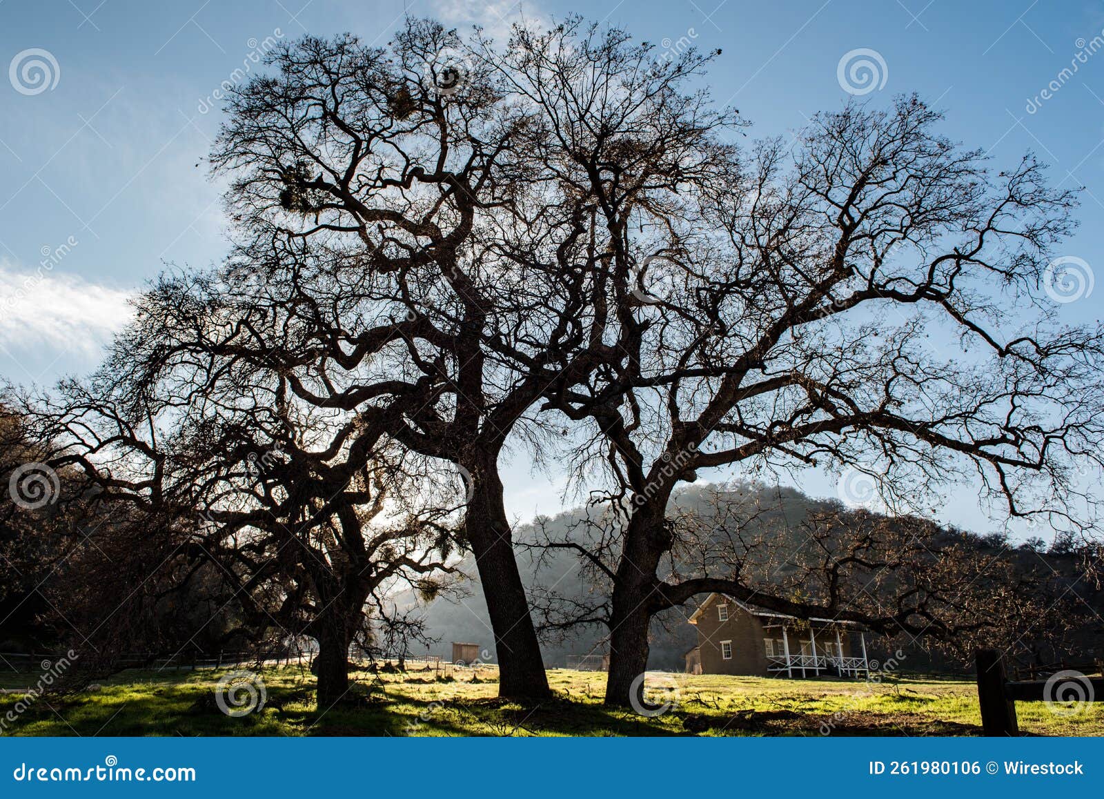 Grass Field with Leafless Trees and a House in the Distance Stock Photo ...