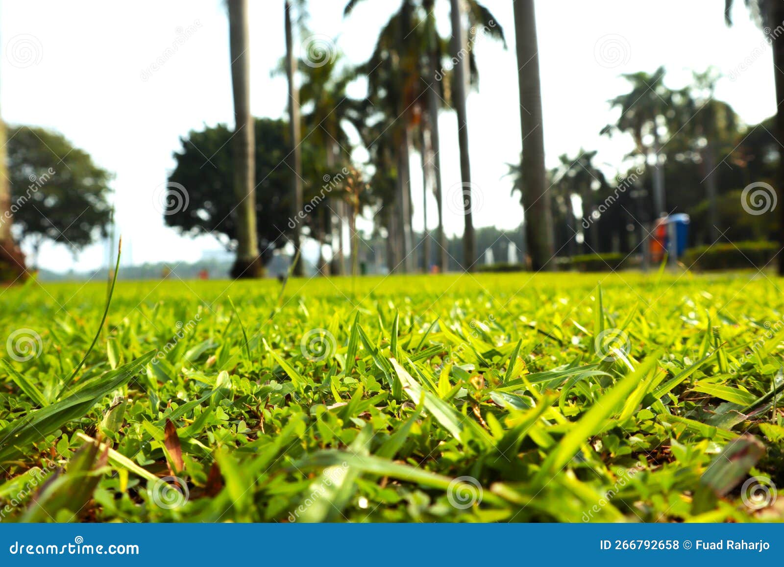 The Grass Field is in a Low Viewport Stock Photo - Image of nature ...