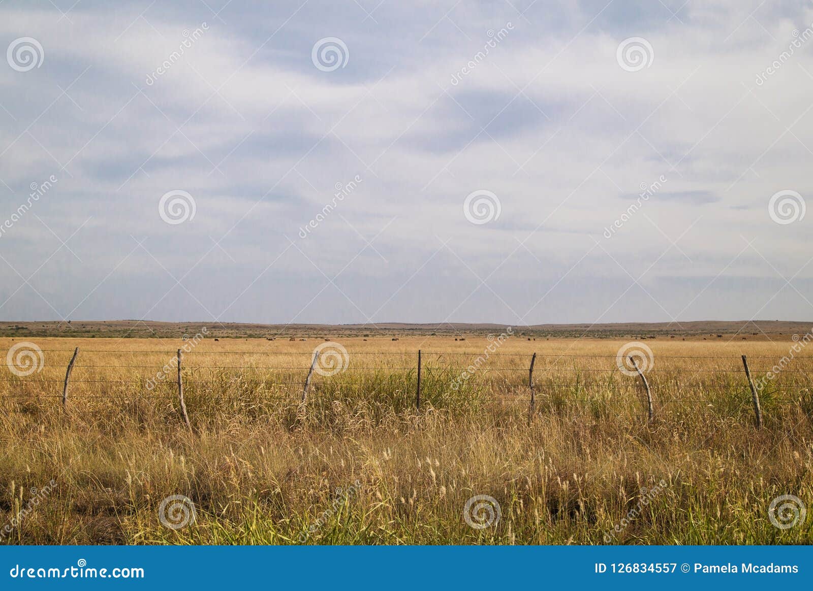 Grass Field in the Midwest stock image. Image of brown - 126834557